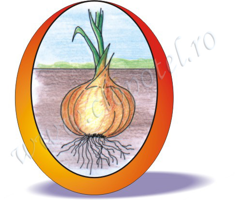 De ce plangem atunci cand taiem ceapa?