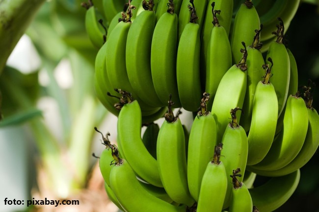 De ce sunt bananele verzi mai sanatoase decat cele coapte?