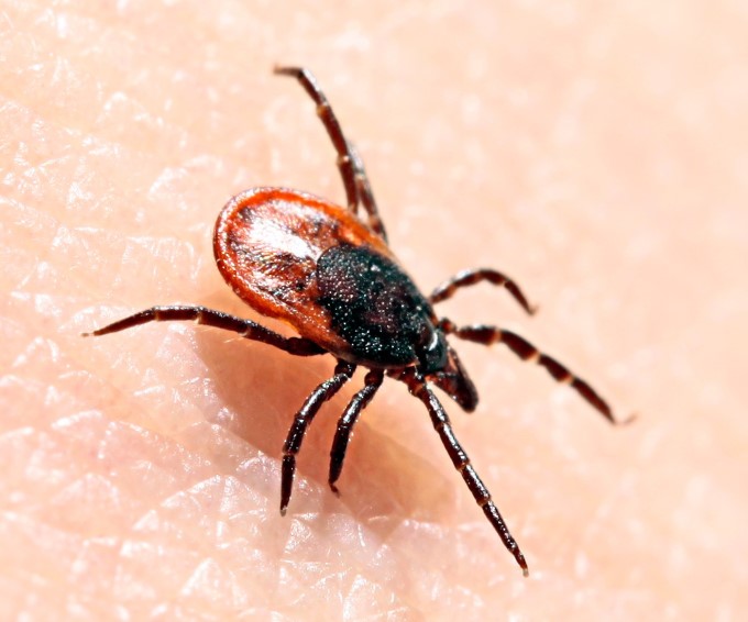 De ce trebuie sa ne ferim de capuse?