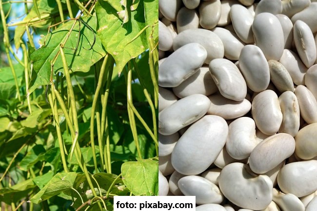 Stiati ca... fasolea este mai mult decat o simpla planta?
