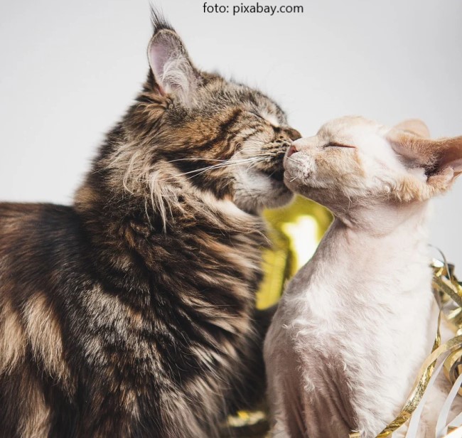 Cele mai interesante lucruri despre pisici si animale de companie