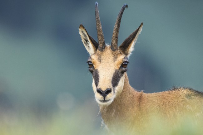 Discovery sarbatoreste Ziua Nationala a Romaniei cu o calatorie s
