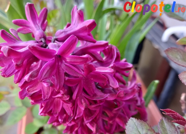 Zodiacul florilor: Zambila - Povestea parfumatei printese a prima