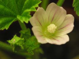 Nalba-Mica - M-N - Plante medicinale - Natura - Enciclopedie