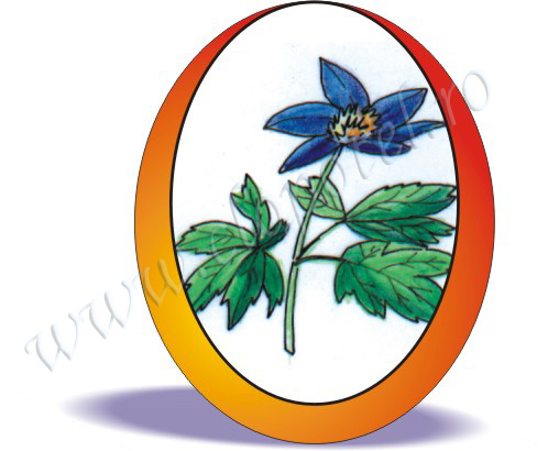 Dictionar ilustrat : Deditel :: Pasque flower :: Pulsatille :: Kuhschelle