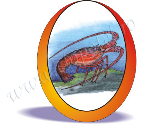 Dictionar ilustrat : Langusta :: Spiny lobster :: Langouste :: Languste
