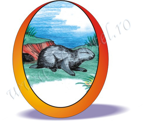 Dictionar ilustrat : Orbete :: Mole rat :: Rat-taupe; spalax :: Blindmaus