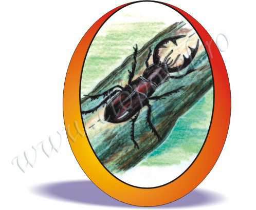 Dictionar ilustrat : Radasca :: Stag beetle :: Cerf-volant, lucane ...