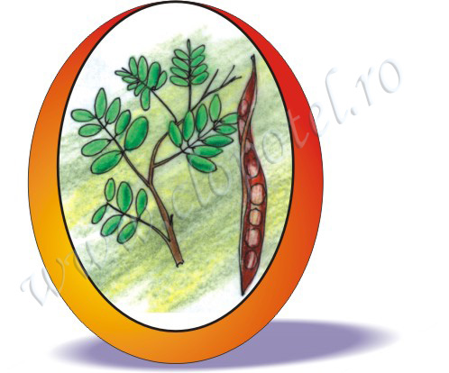 Dictionar ilustrat : Roscov :: Carob tree :: Caroubier :: Johannisbrot