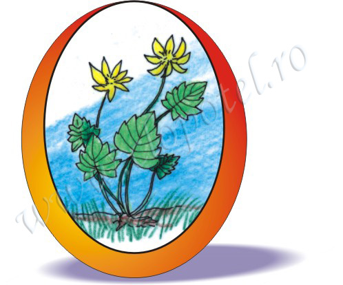 Dictionar ilustrat : Untisor :: Figwort :: Herbe au fic :: Scharbockskraut